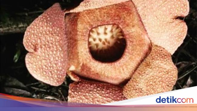 Bunga Rafflesia Mekar di Kebun Raya Bogor!