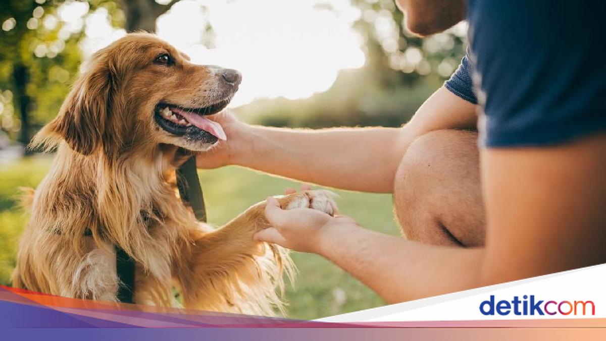 10 Jenis Anjing Paling Pintar dan Setia pada Pemiliknya, Ras Apa Saja?