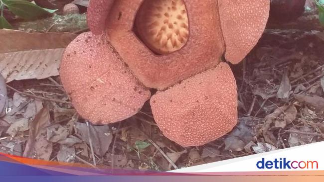Bunga Bangkai Raksasa Kembali Mekar di Kebun Raya Bogor