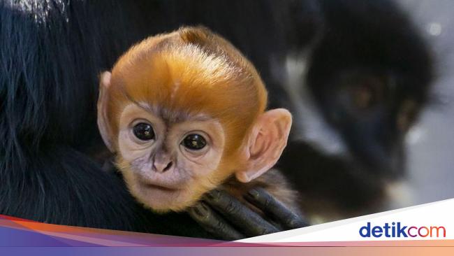 Bayi Kera Langka Lahir di Kebun Binatang Australia