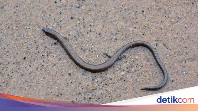 Potret Ular Berkaki di Dunia Nyata