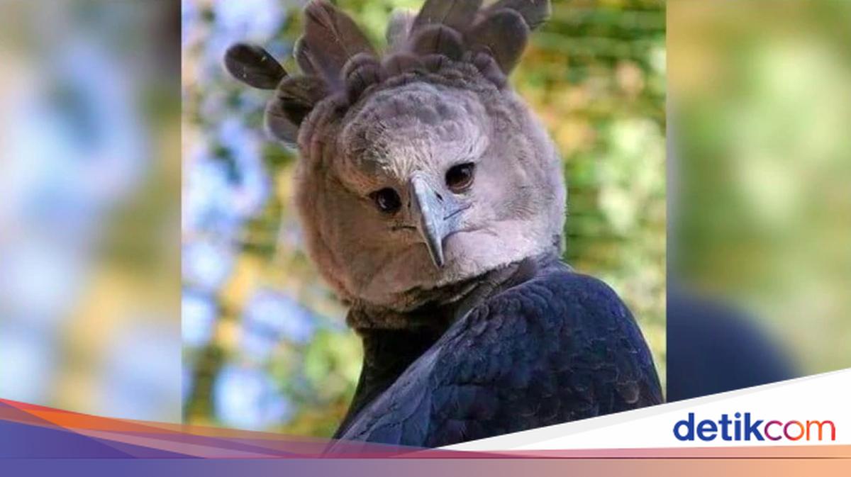 Viral Harpy Eagle, Elang Terbesar di Dunia yang Mirip Manusia