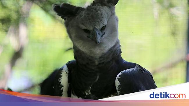 Elang Terbesar di Dunia Segede Orang, Ternyata Punya Saudara di Papua