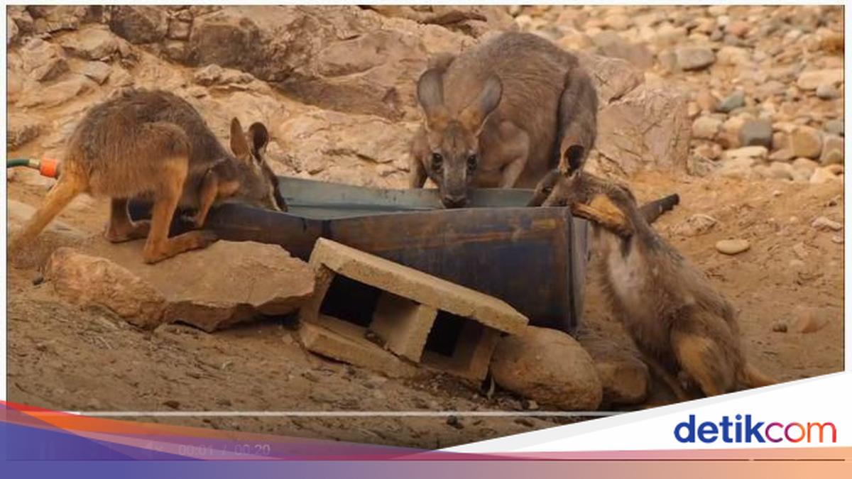 Kekeringan Parah, Kanguru Makan Tisu Toilet dan Bangkai Kanguru Lain