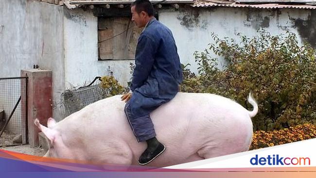 5 Fakta Babi Jumbo Seberat 500 Kg yang Kini Dikembangkan China