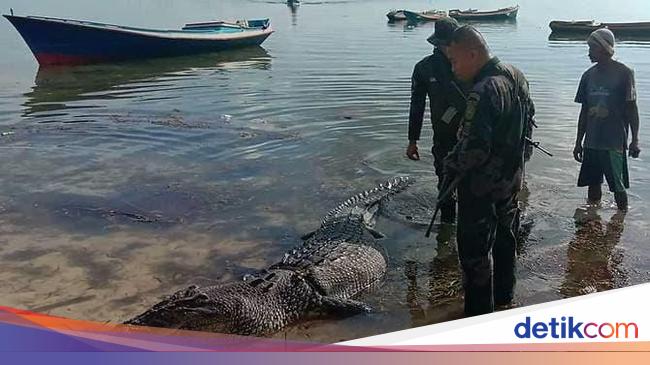Panjangnya Nyaris 5 Meter, Buaya Air Asin Raksasa Tewaskan Nelayan