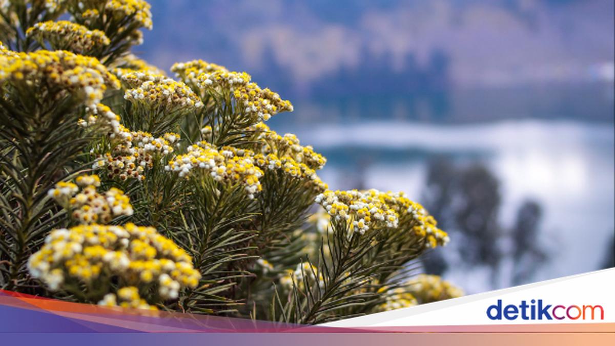 Edelweiss Jawa dan Sebutan Bunga Abadi yang Mengancam Keabadiannya