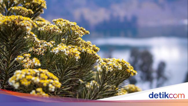 Edelweiss Jawa dan Sebutan Bunga Abadi yang Mengancam Keabadiannya