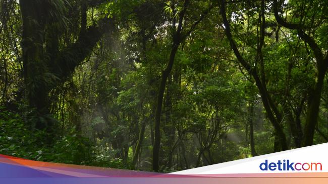 Persamaan Serta Perbedaan Tumbuhan Paku Dan Lumut Apa Saja