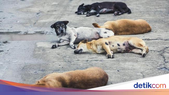 Komunitas Hewan Duga Penyiksa Anjing hingga Mati di Sulut Spesialis Doger