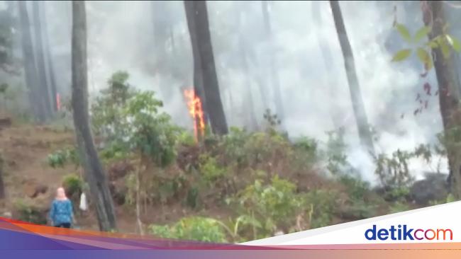 Hutan Lereng Gunung Slamet Wilayah Tegal Kembali Terbakar