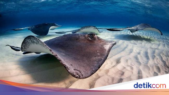 MengenaI Lebih Dalam Ikan Pari: Ini Ciri-ciri, Jenis, dan Nama Ilmiahnya