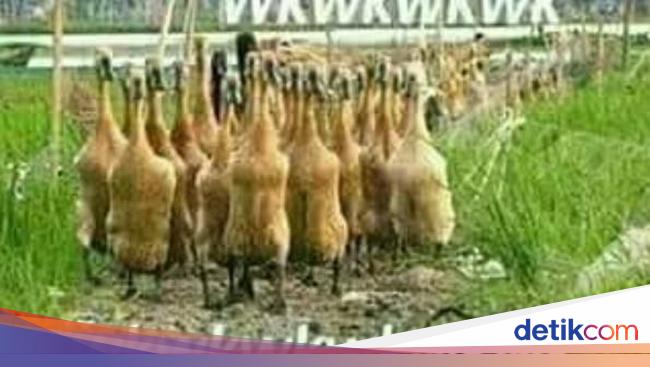 Meme Bebek Ini Tunjukkan Bebek Tak Hanya Enak Digoreng Tapi Juga Bikin ...