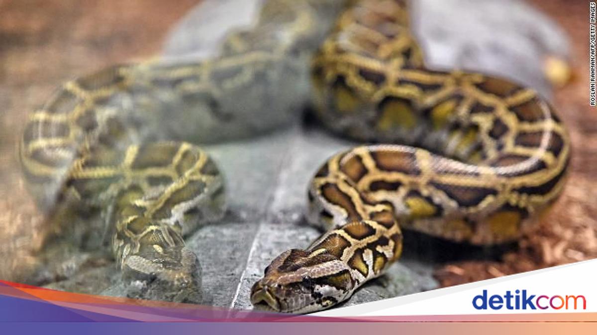 8 Jenis Ular yang Sering Masuk Rumah dan Cara Mencegahnya