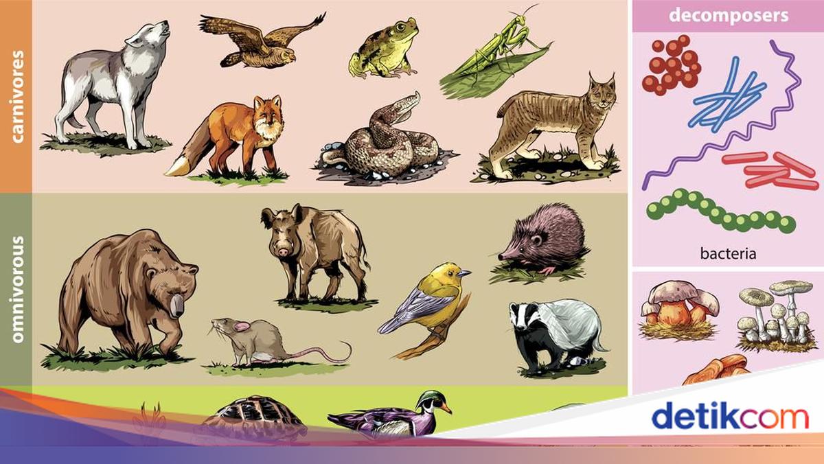 7 Contoh Rantai Makanan di Hutan dan Ekosistem Lainnya