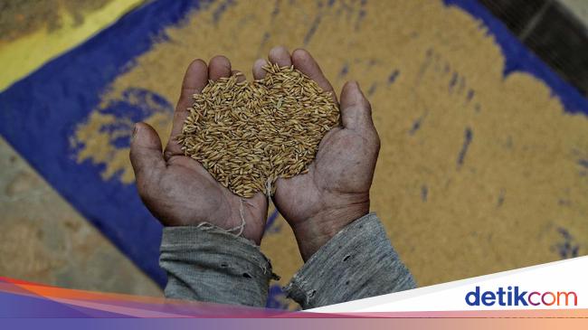 Ini Dia Beras Organik Khas Krayan Favorit Sultan Brunei