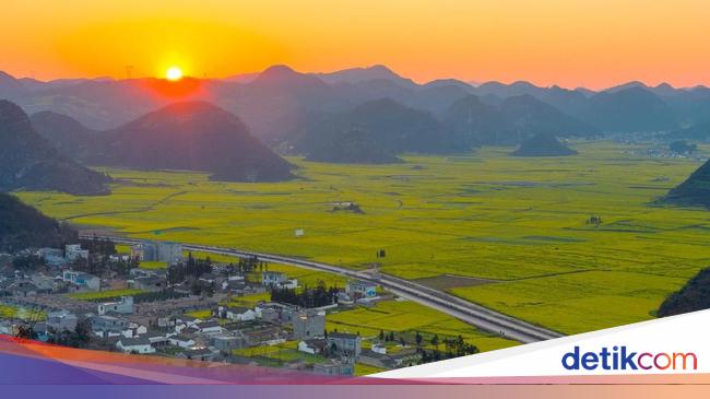 Foto Perkebunan Bunga Terbesar di Dunia yang... Kuning Banget!