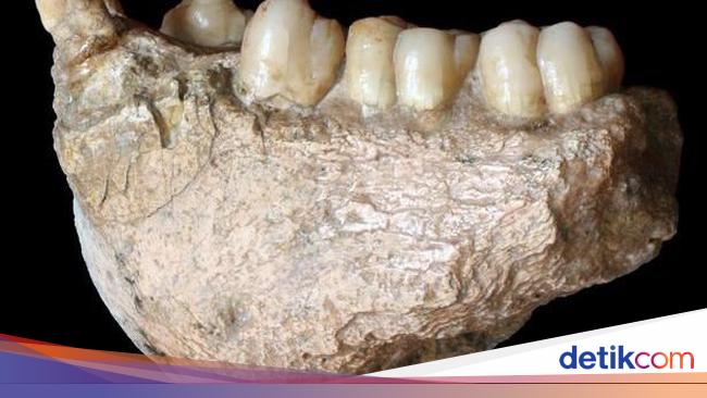 Fosil Kera Raksasa Ditemukan, Tingginya Dua Kali Manusia