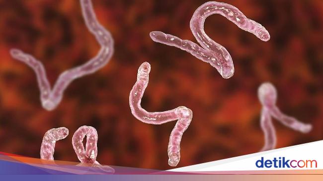 Parasitisme: Definisi dan Contoh-contoh Menariknya