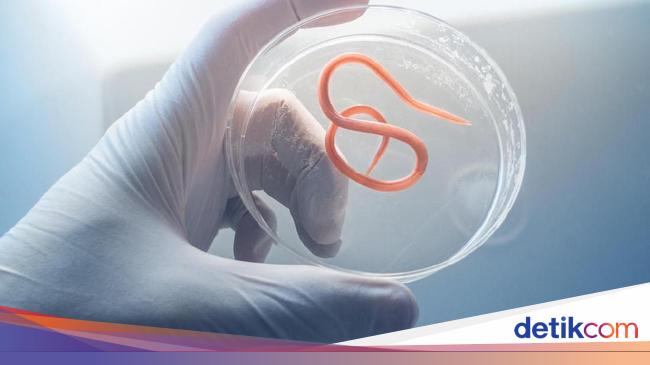 Kondisi Raya Saat Dirawat di IGD Tak Sadar dan Keluar Cacing dari Hidung