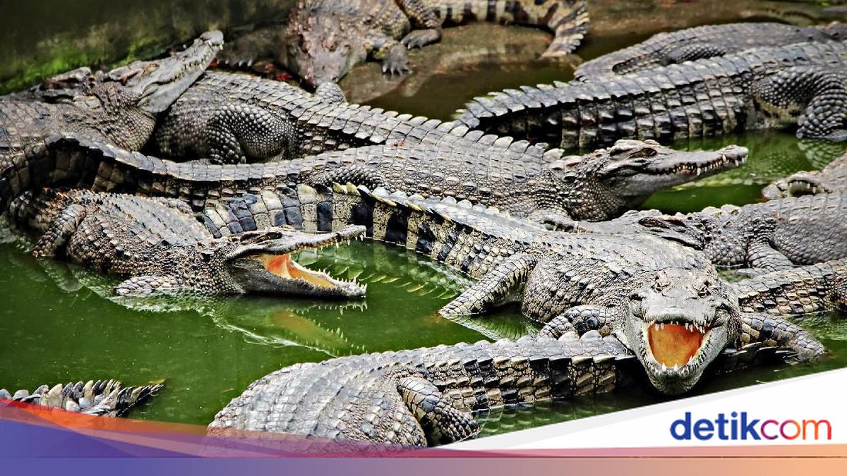 Ini 6 Hewan Paling Setia dengan Pasangannya, Apakah Ada Buaya?