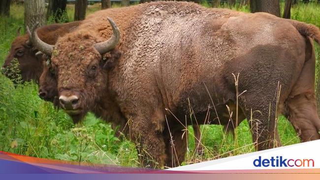 Jadi Kaum Rebahan, Bayi Bison Ini Bikin Jalanan Macet