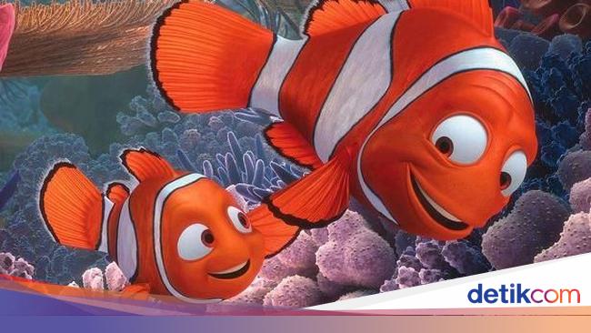 Gambar Ikan Badut Dan Anemon – pulp Gambar Ikan Badut Dan Anemon – pulp