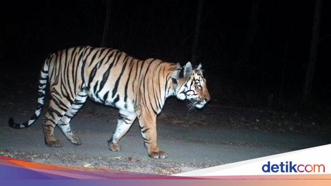 Harimau di India Semakin Meningkat dan Banyak Muncul di Pegunungan, Apa ...