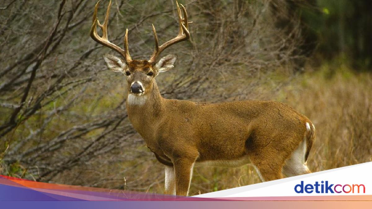 Penyakit Rusa 'Zombie' Muncul di AS, Apakah Bisa Membahayakan Manusia?