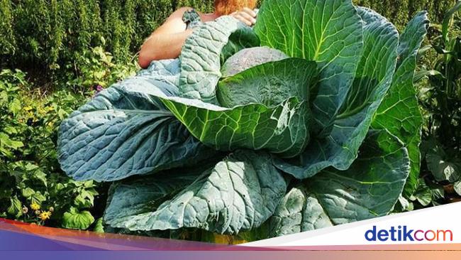 Wow! 10 Buah dan Sayur Berukuran Jumbo Ini Bikin Takjub