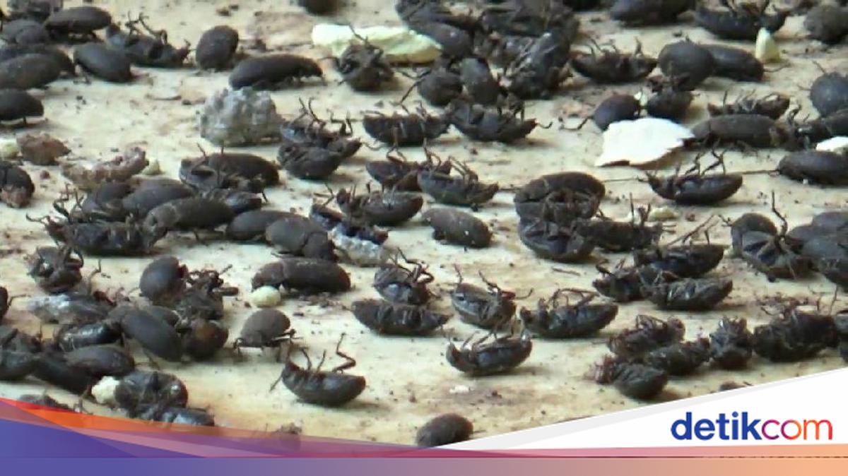 Hiii.. Ribuan Lembing Hitam Serang Sejumlah Rumah di Campaka Purwakarta