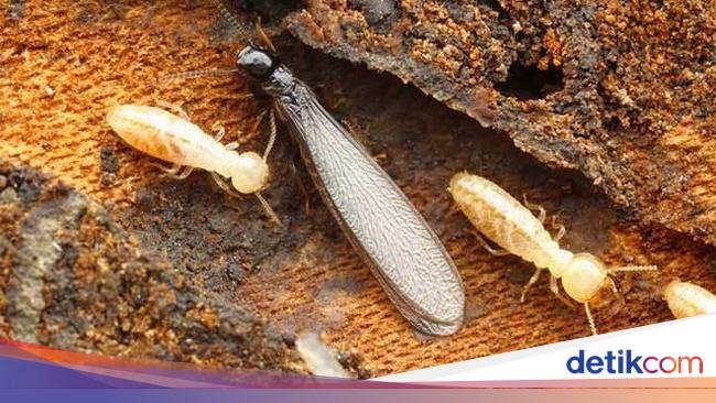 Apakah Laron dan Rayap Sama? Berikut Penjelasan dan Cara Membasminya
