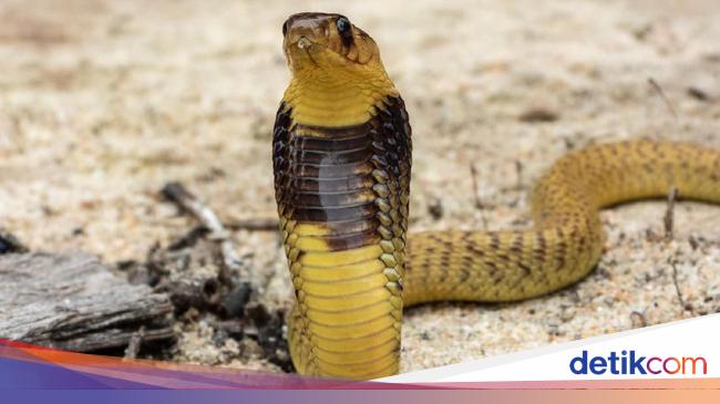Ular Kobra Mati Digigit Anak Kecil di India
