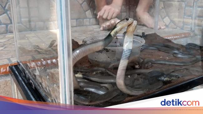 RS di Jakarta Siapkan Serum Anti Bisa Ular, Berapa Sih Harganya?