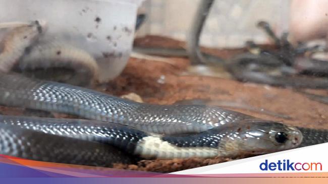 Serum Anti Bisa Ular Susah Dicari, Bakal Seperti Apa di Tahun 2020?