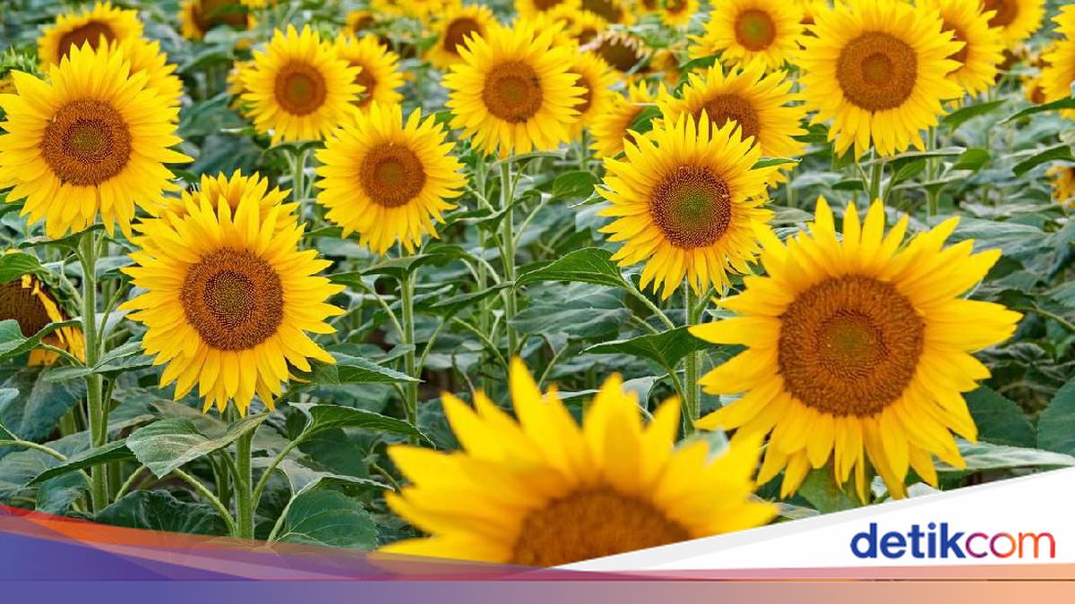 Alasan Bunga Matahari Selalu "Ngejar" Mentari
