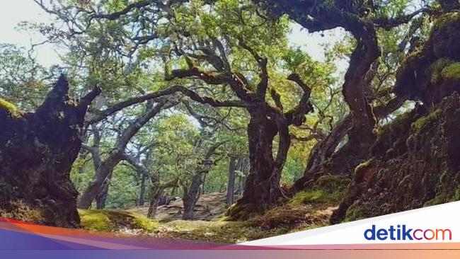 Apa Itu Cagar Alam? Ini Pengertian, Manfaat, Karakteristik dan Contohnya