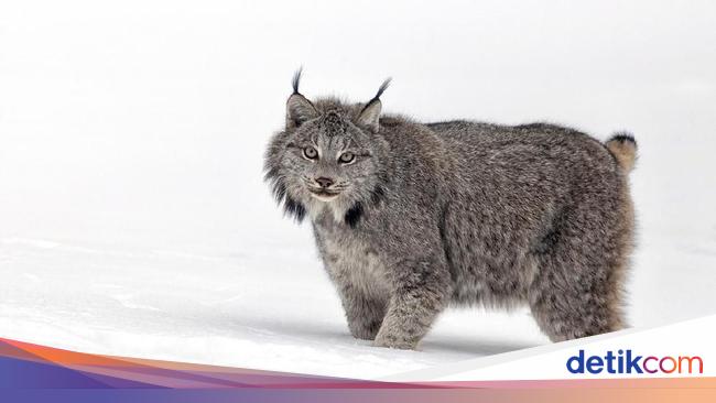 Hari Kucing Sedunia, Kisah Anabul Jadi Dewi Ganas di Mesir Kuno