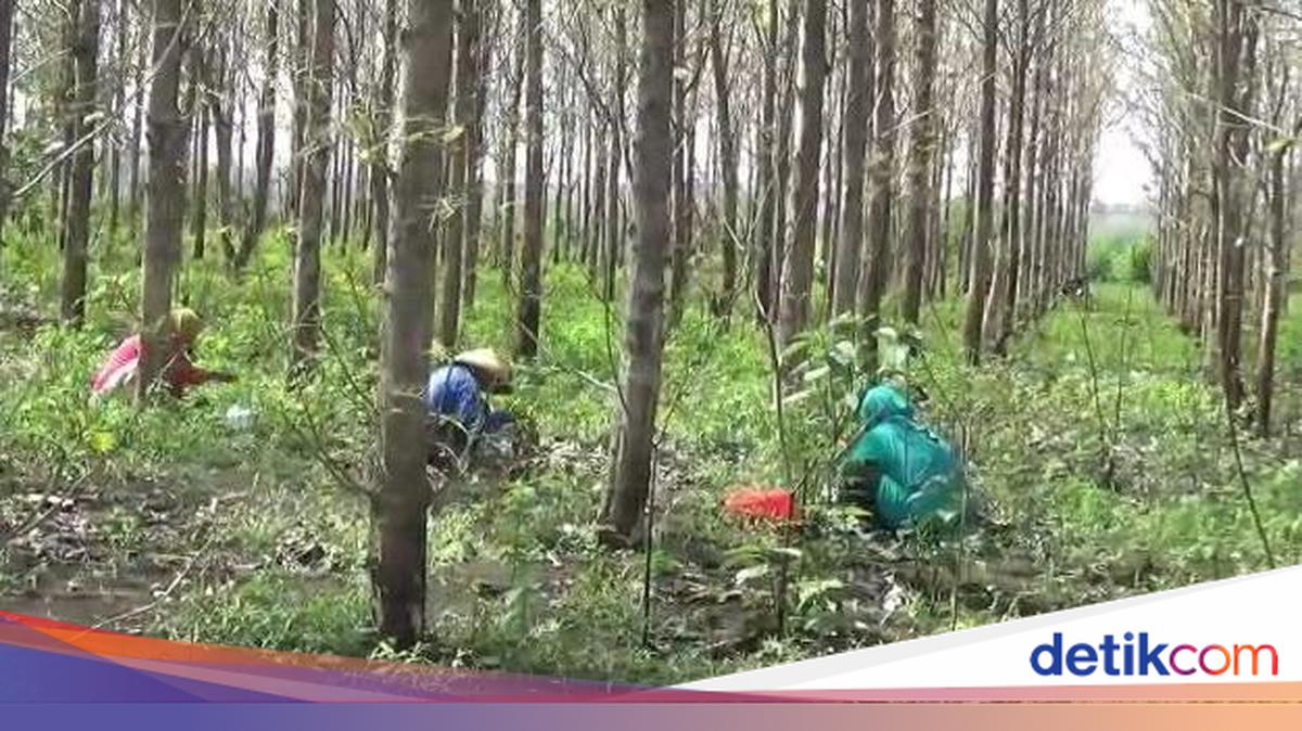 Hutan Musim di Indonesia : Arti, Ciri Khas dan Persebarannya