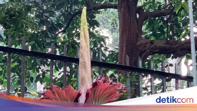 Bunga Bangkai Raksasa di Kebun Raya Bogor Mekar
