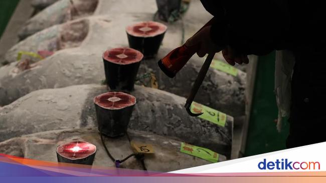RI Bakal Adopsi Teknologi Budidaya Tuna Seperti di Turki