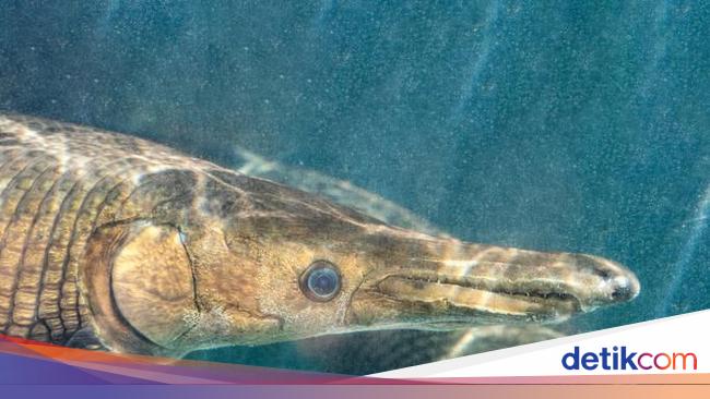 4 Alasan Ikan Aligator Dilarang Dipelihara di Indonesia