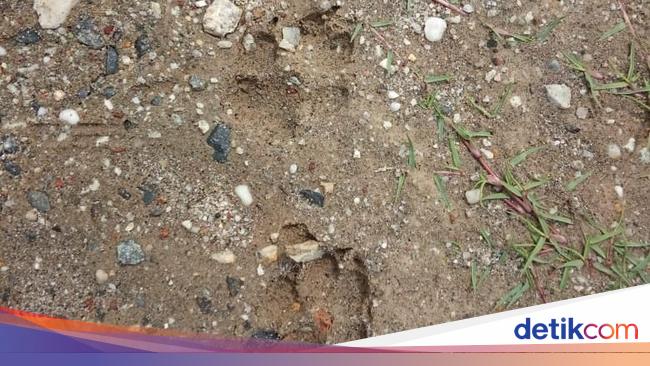 Viral Jejak Harimau di Bengkalis, Setelah Dicek Ternyata Tapak Tapir