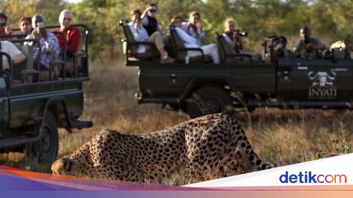 Ngeri! Keamanan Taman Nasional Kruger Diperketat, Ada 2 Turis Diduga ...