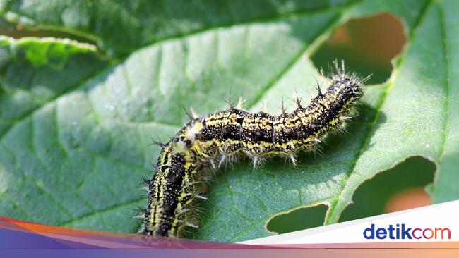 Ulat Bulu 'Jajah' Cirebon, Ini Cara Basmi Ulat Bulu di Rumah