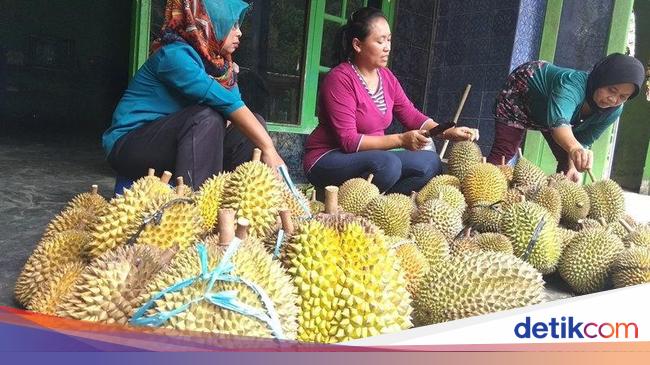 Durian Enak dari Candimulyo Ini Wajib Dicicipi Pencinta Durian