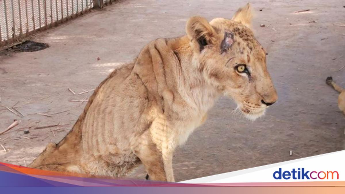 Potret Miris Lima Singa Kurus Kurang Gizi, tapi Akhirnya Hepi