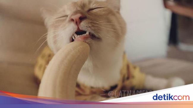Mirip Model Profesional, Pose Kucing Ini Saat Makan Pisang Bikin Ngakak