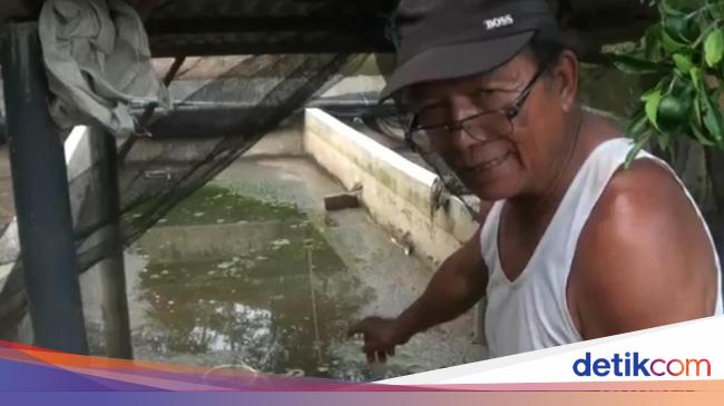 Ribuan Ikan Mati Imbas Limbah Peternakan Sapi Perah yang Cemari Sungai ... Ribuan Ikan Mati Imbas Limbah Peternakan Sapi Perah yang Cemari Sungai ...