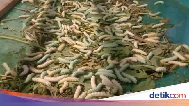 30 Jenis Bahan Serat Alam beserta Contohnya